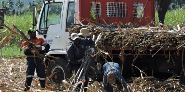 Fourth Cane Payment Exceeds Guaranteed Cane Price – The Fiji Sugar ...
